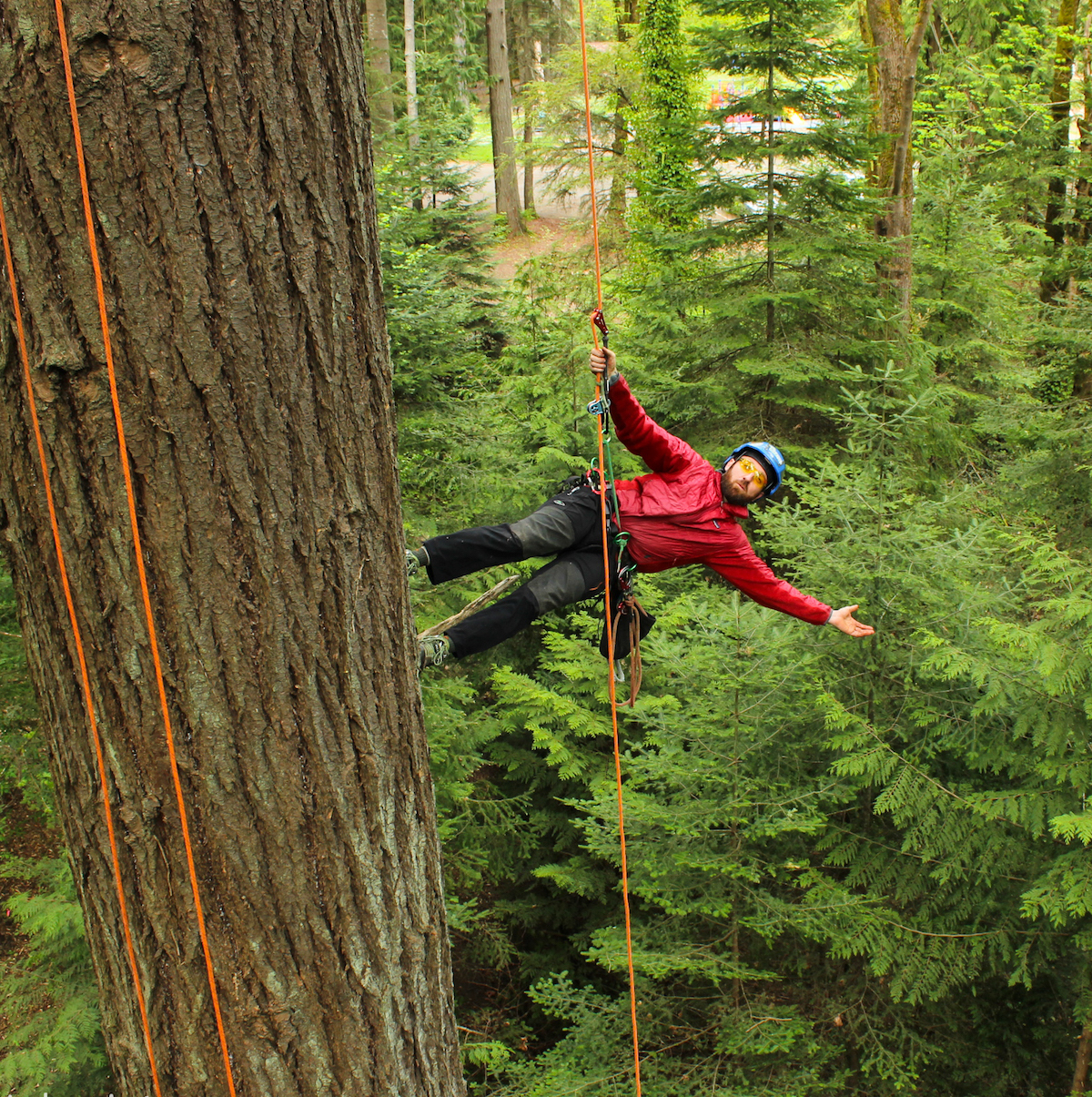Tree Cabling & Bracing Portland, OR | Oregon Tree Care Tree Cabling & Bracing Portland, OR | Oregon Tree Care